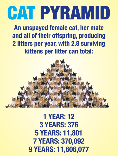 Please help us stop people from poisoning cats in our neighborhood ...